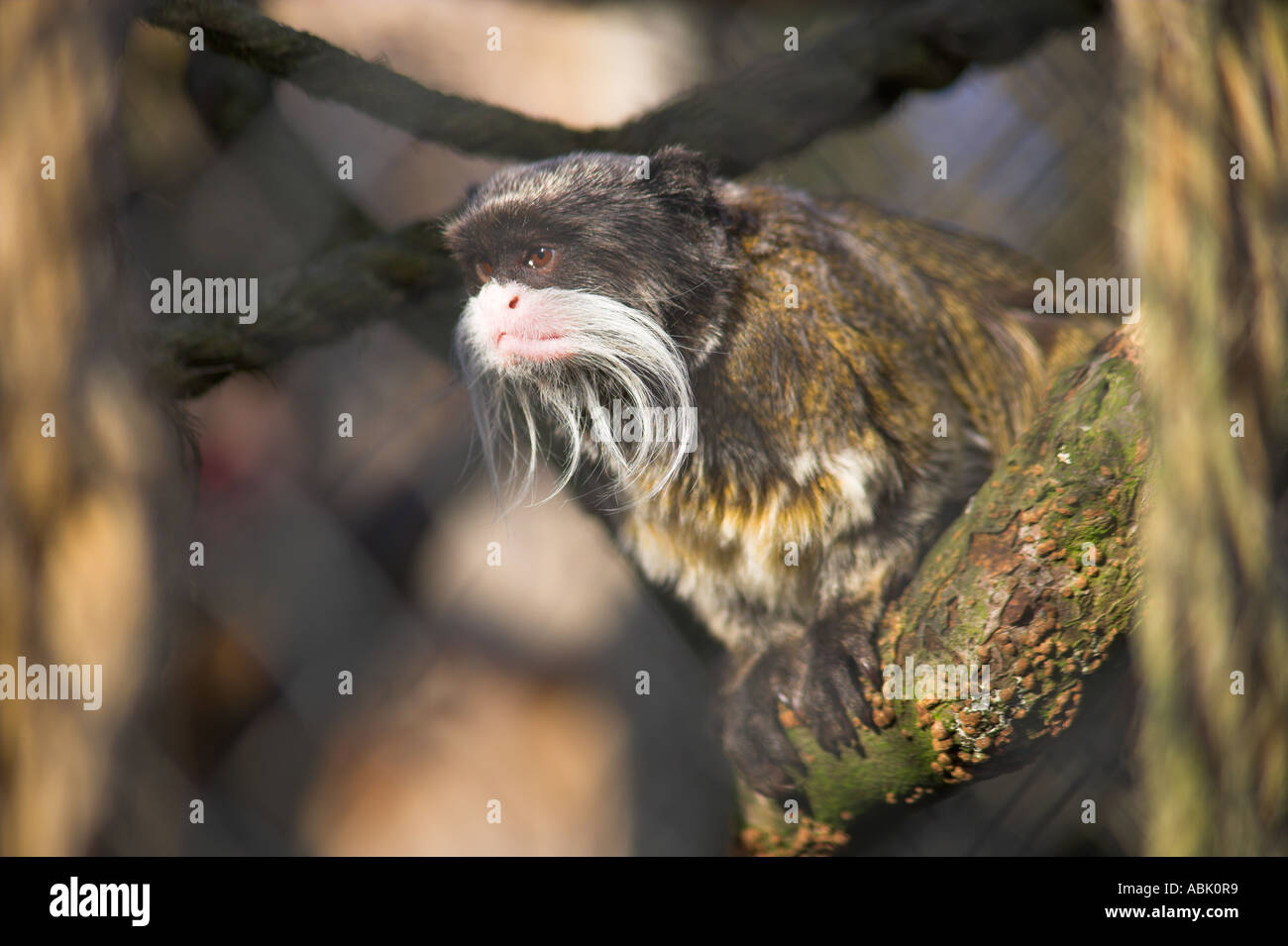 Emperor Tamarin (Saguinus imperator) in its zoo enclosure looking left ...