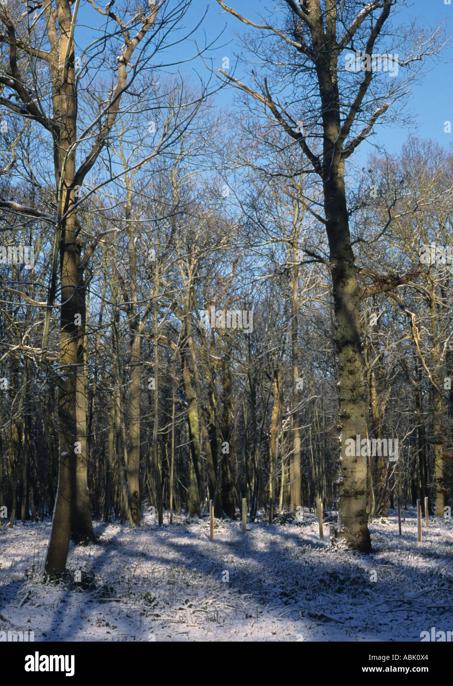 Snow On The Benacre Estate in Suffolk Uk Stock Photo - Alamy