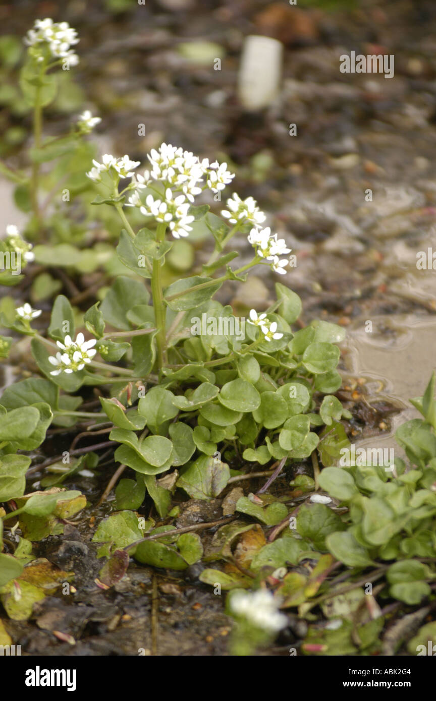 Brassicaceae Cochlearia polonica Stock Photo - Alamy