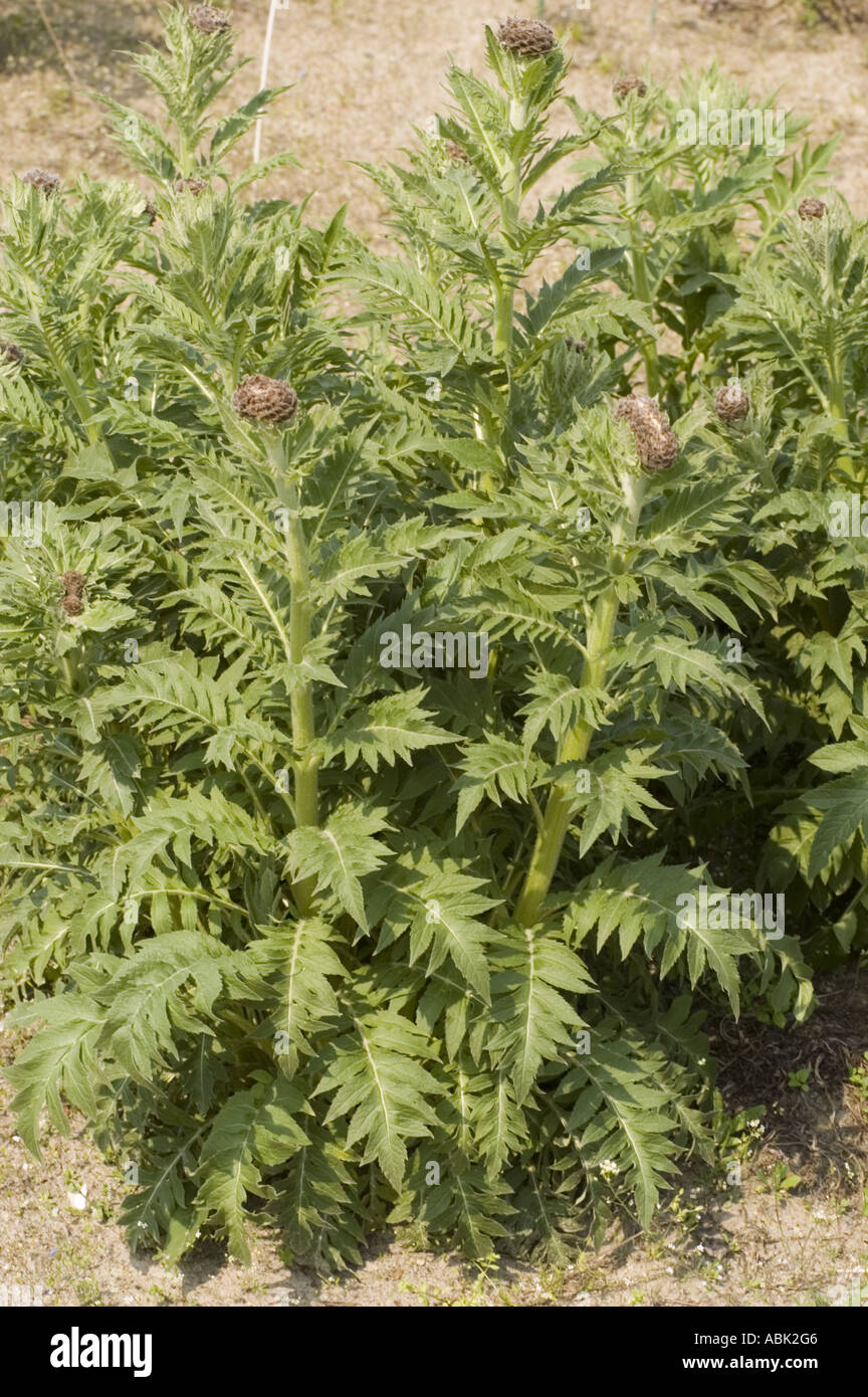 Carthamoides hi-res stock photography and images - Alamy