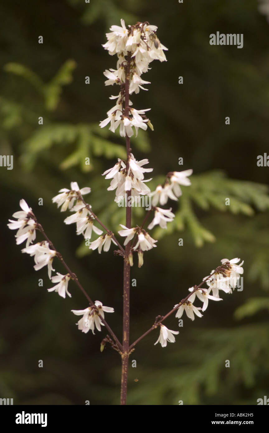 White flowers of early spring azalea Rhododendron minniebush Ericaceae ...