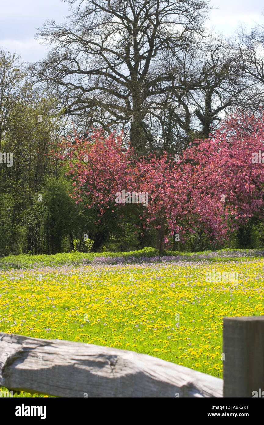 Compton Green in spring - Surrey England UK Stock Photo - Alamy
