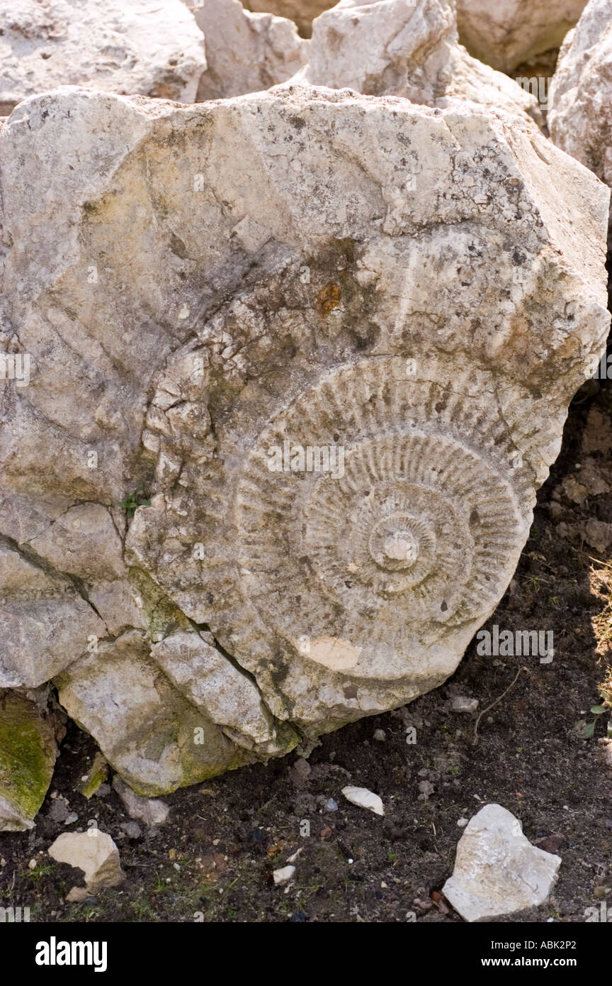 Fossil of ammonite in rock Stock Photo - Alamy