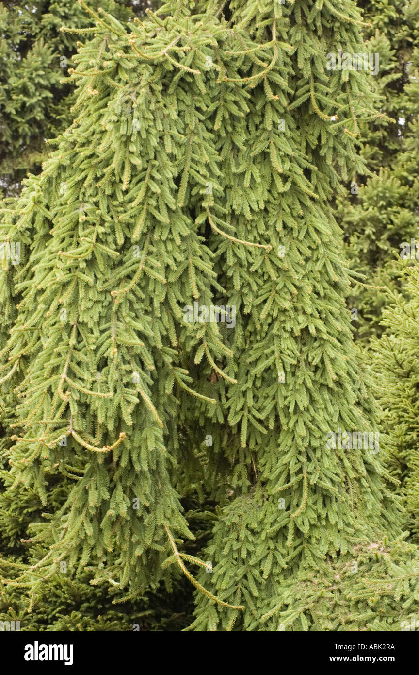 Close-up of the weeping branches of Pinaceae Picea abies Inversa, the ...