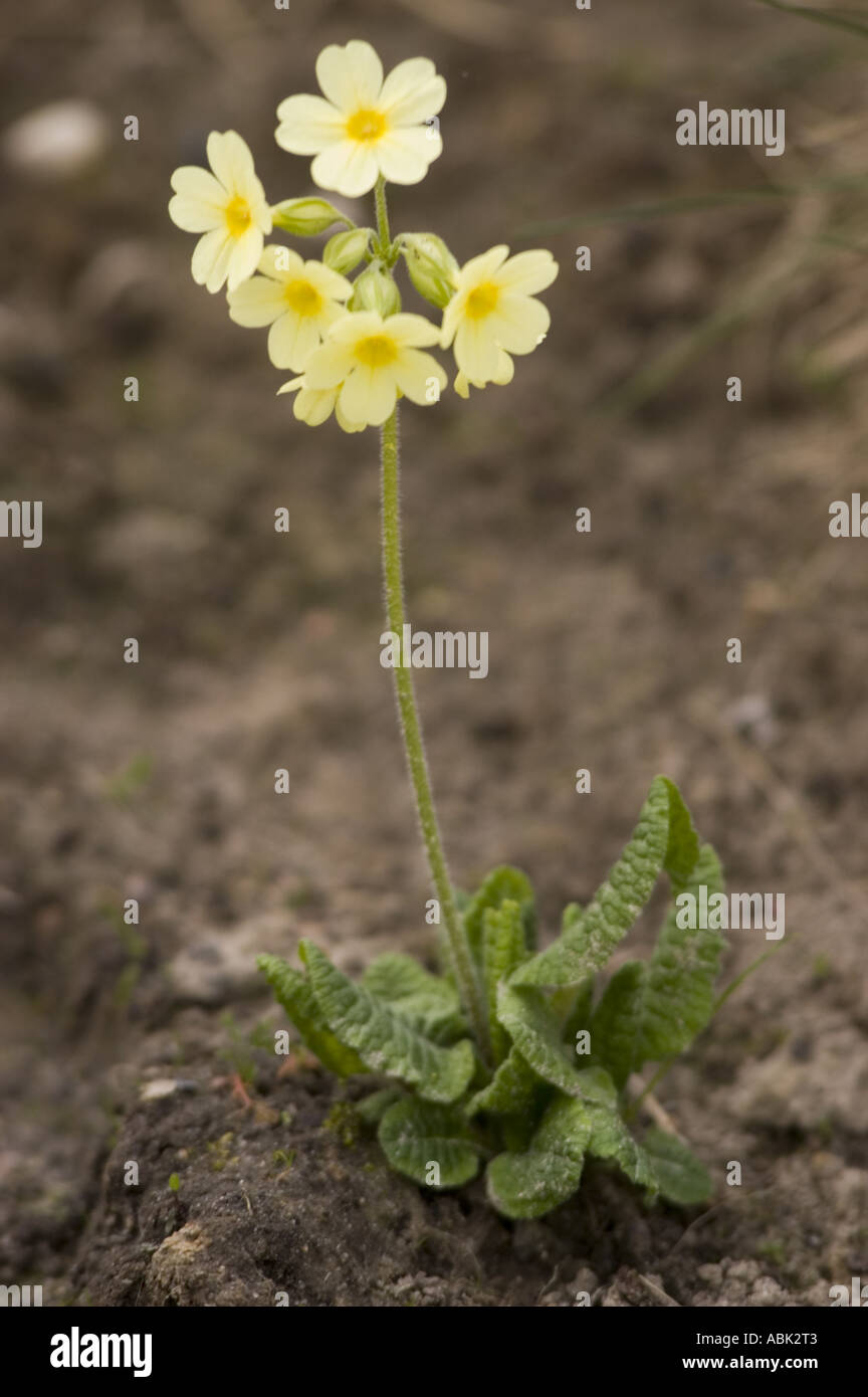 Pale yellow flowers hi-res stock photography and images - Alamy