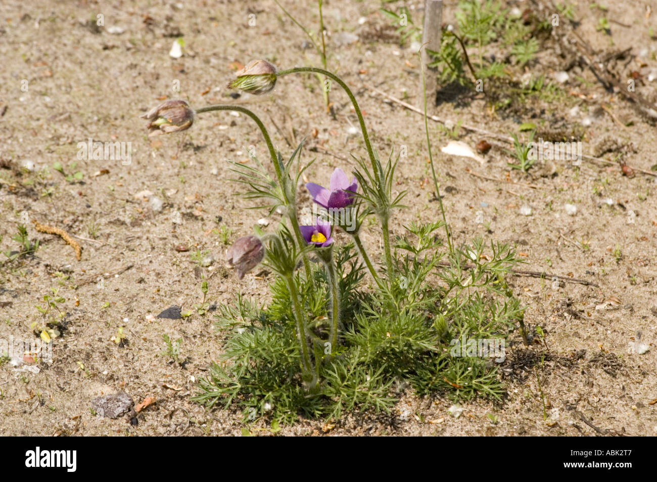 Violet Pasque Flower (Ranunculaceae Pulsatilla vulgaris) blooming in ...