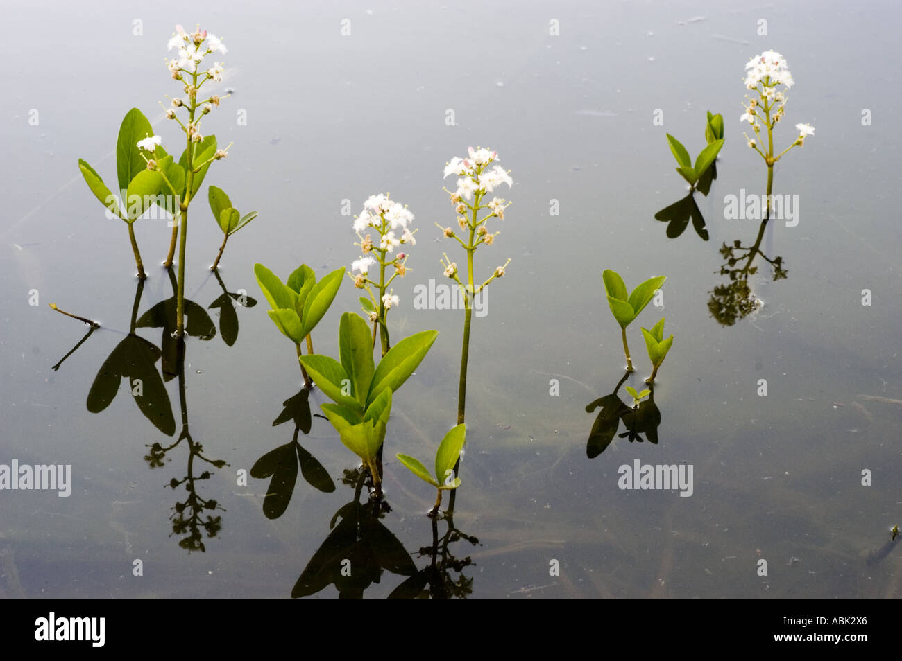 Buckbean Bogbean Marsh Trefoil Water Trefoil Marsh Clove Menyanthes ...
