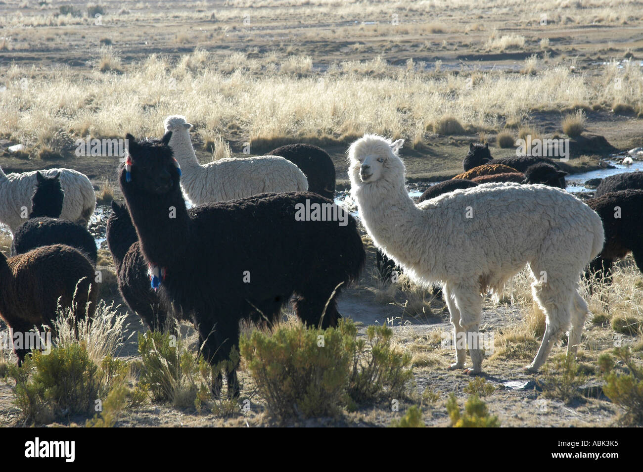 Alpackas in the andes hi-res stock photography and images - Alamy