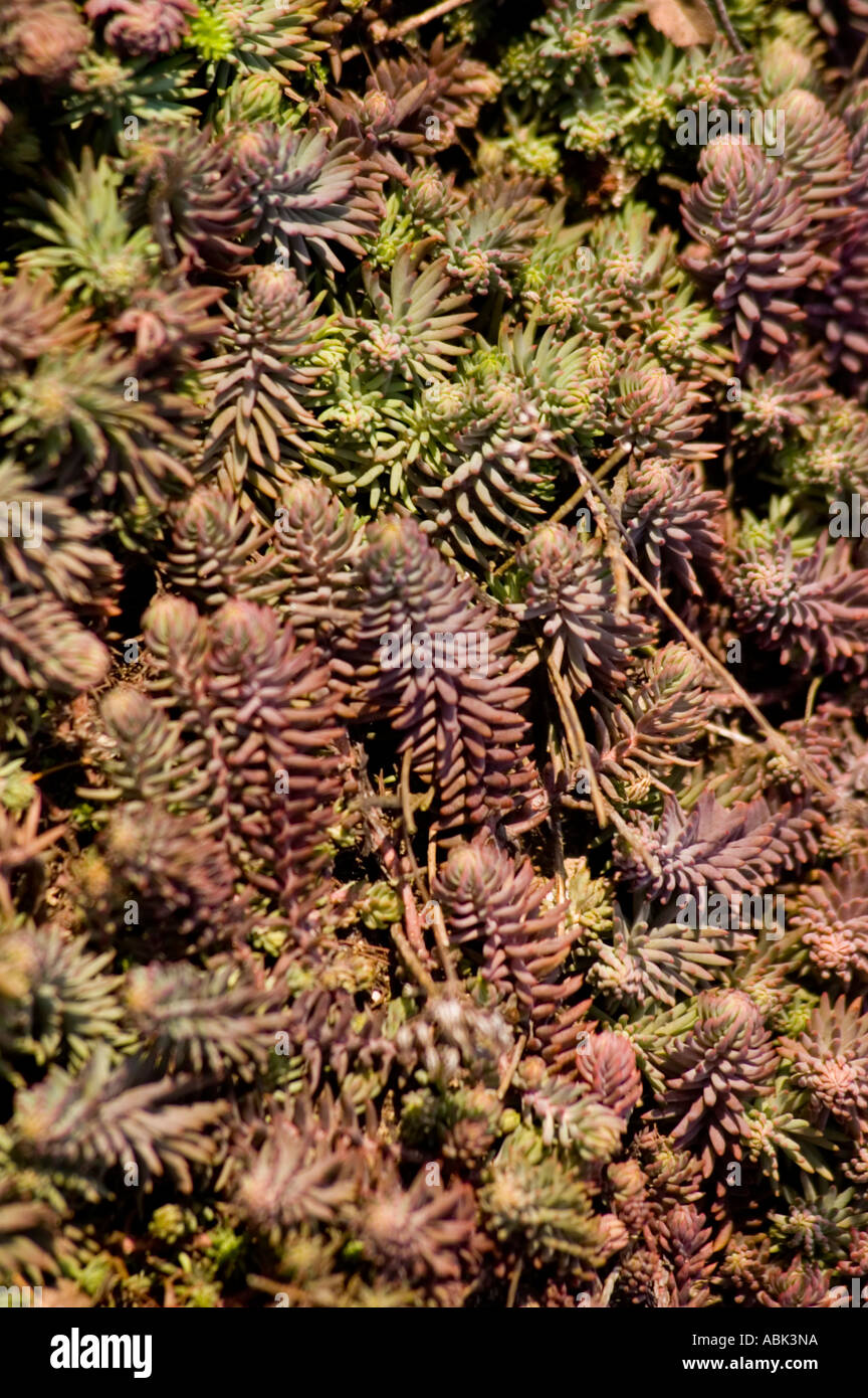 Alpine garden medicine plant Reflexed Stonecrop Crassulaceae Sedum ...