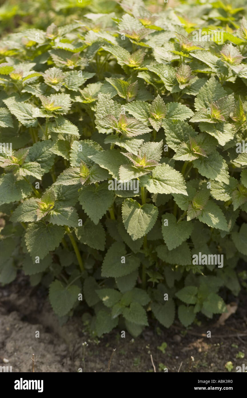Lamiaceae Agastache rugosa China Japan Stock Photo - Alamy