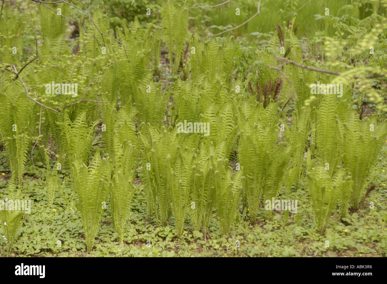 Very young green ferns growing from soil covered by old dried leaves ...