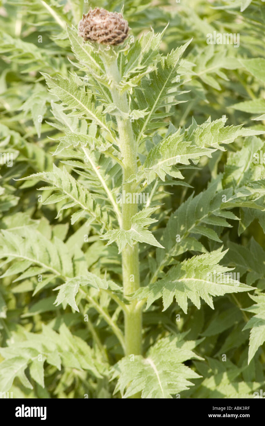 Maral Root Asteracae Rhaponticum carthamoides Asia Stock Photo - Alamy