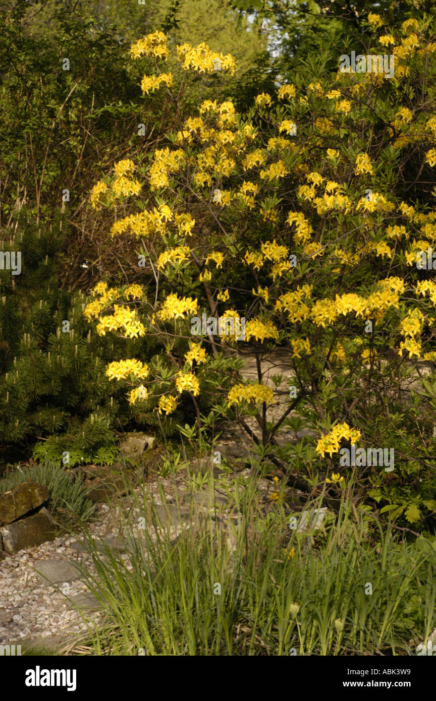 Yellow azalea Rhododendron flavum luteum Stock Photo - Alamy