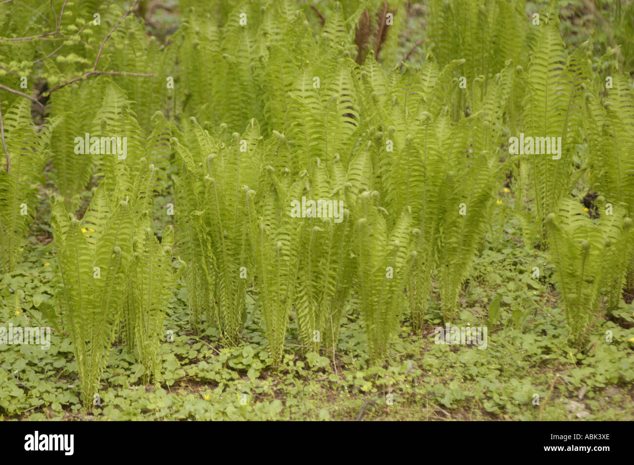 Very young green ferns growing from soil covered by old dried leaves ...
