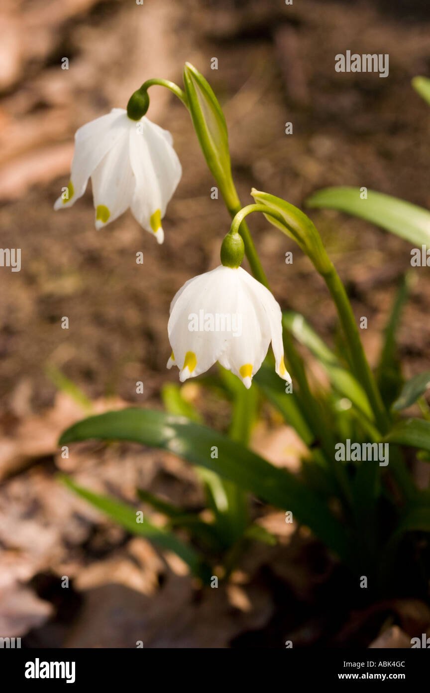 White early spring flowers of Spring snowflake Leucojum vernum Stock ...