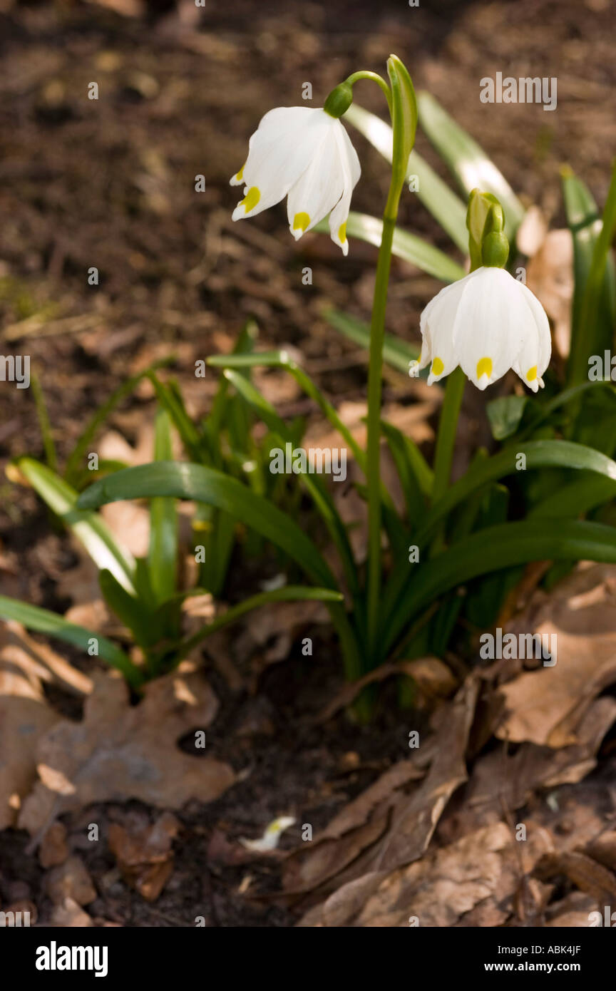 White early spring flowers of Spring snowflake Leucojum vernum Stock ...