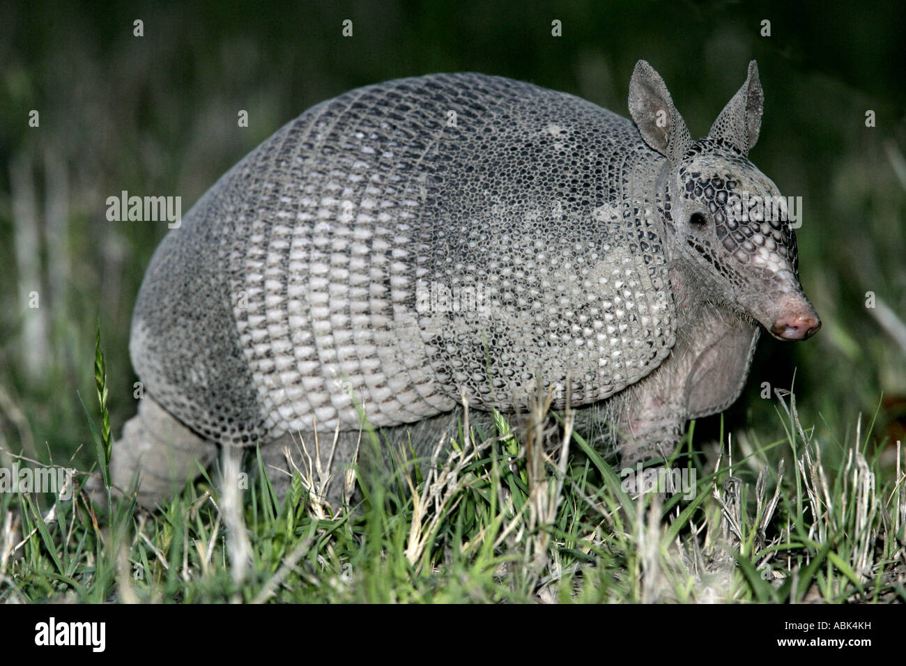 Armadillo burrow hi-res stock photography and images - Alamy