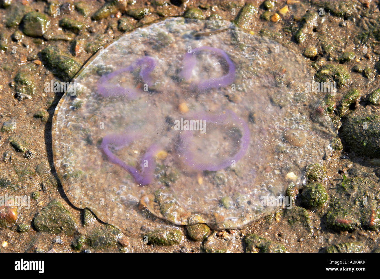Jellyfish on land hi-res stock photography and images - Alamy