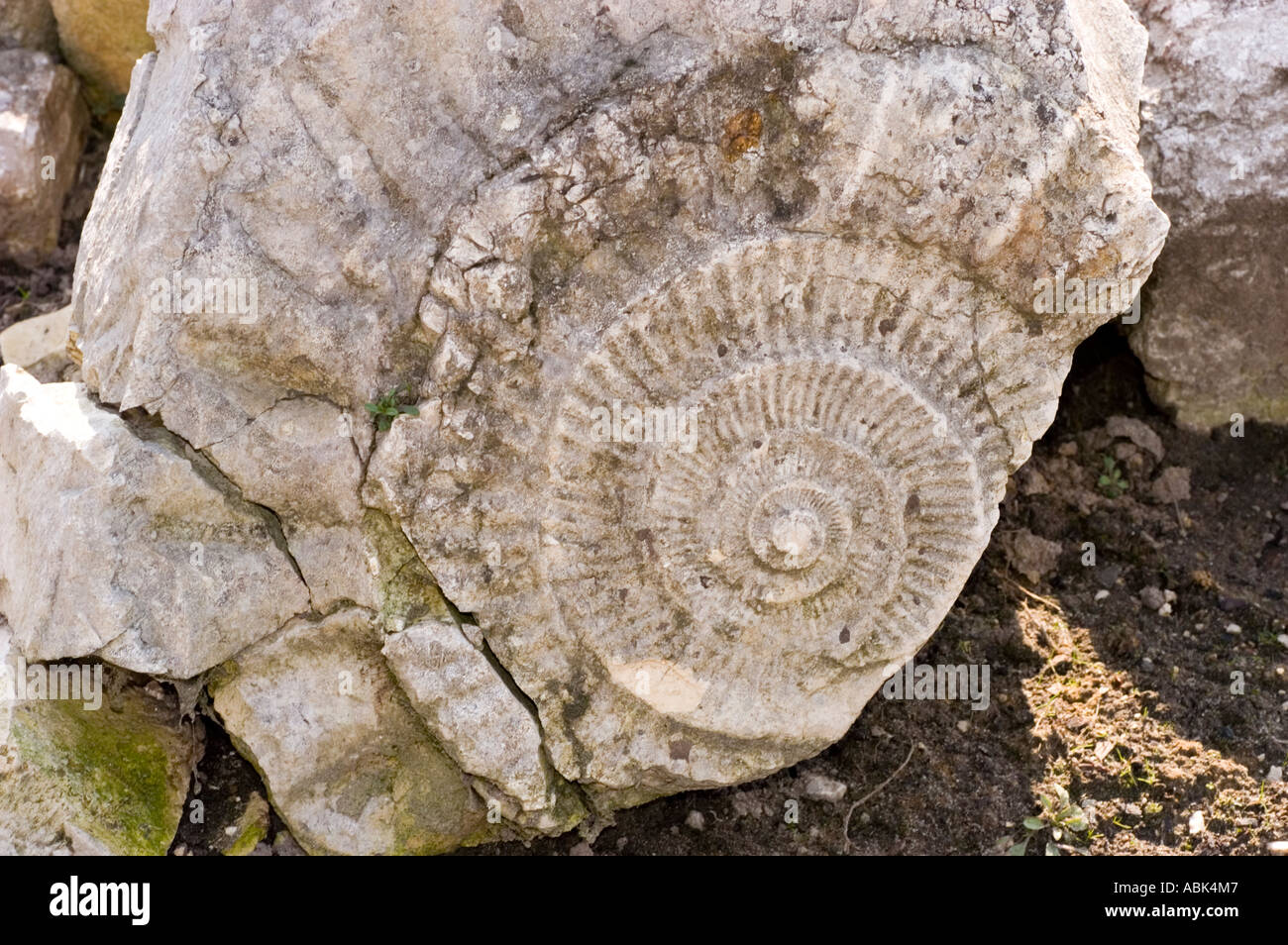 Ammonite hi-res stock photography and images - Alamy