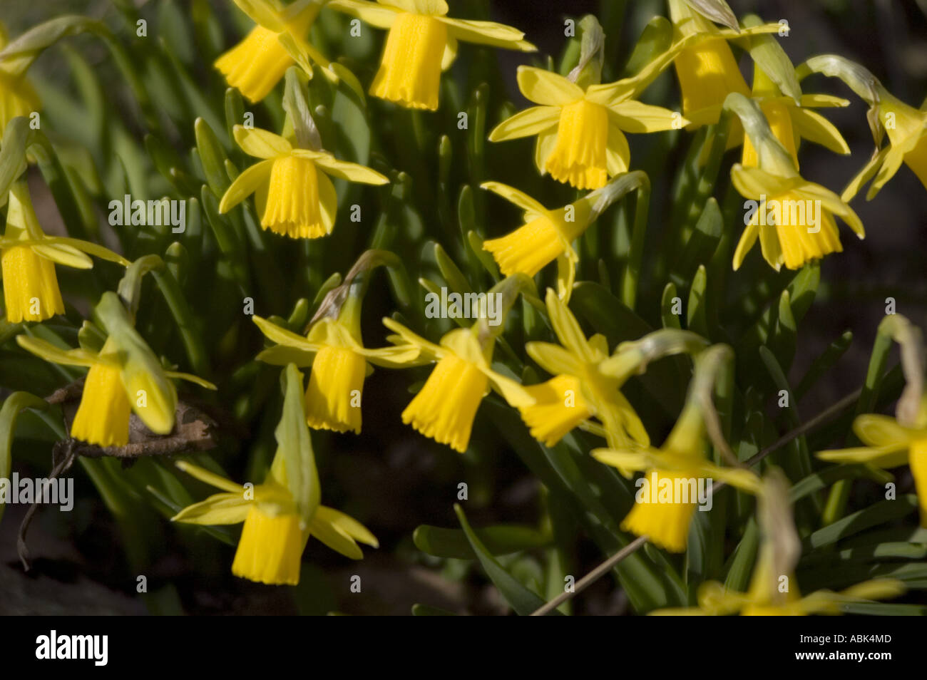 Yellow dwarf hi-res stock photography and images - Alamy