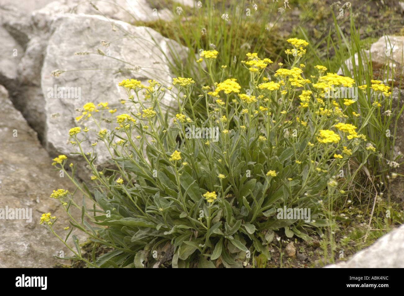 Yellow flowers of alpine plant Basket of Gold Brassicaceae Alyssum ...