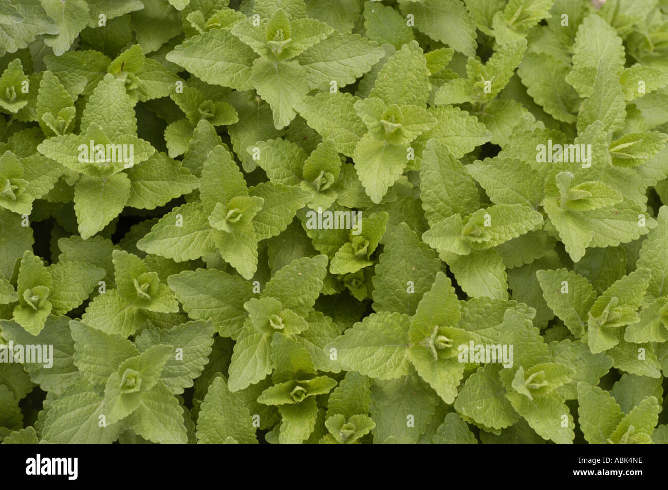 Green leaves carpet of Labiatae Nepeta grandiflora Stock Photo - Alamy