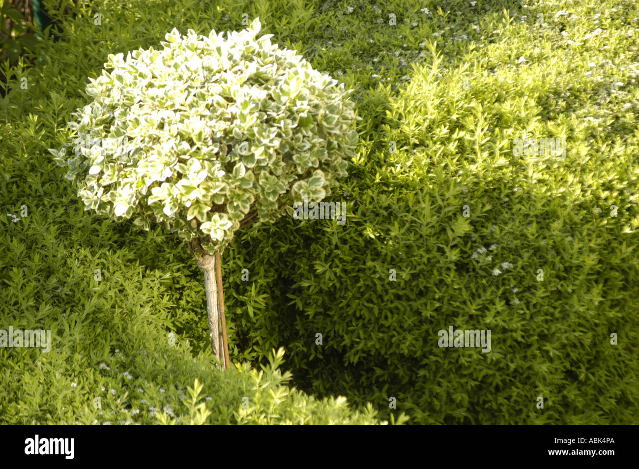 Small shaped tree growing inside hedge from above Stock Photo - Alamy