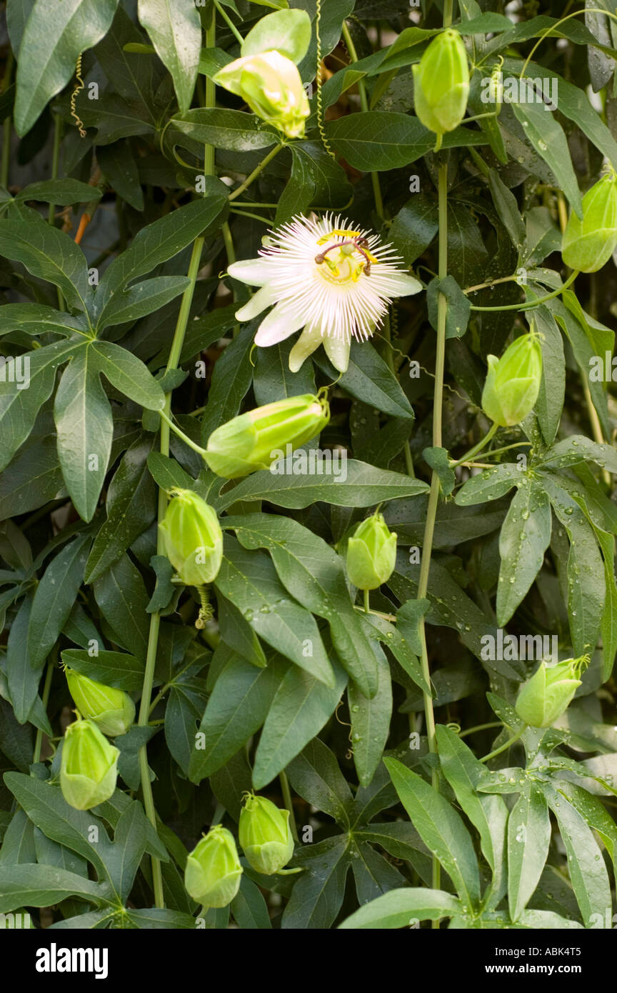 White flower of passiflora Stock Photo - Alamy