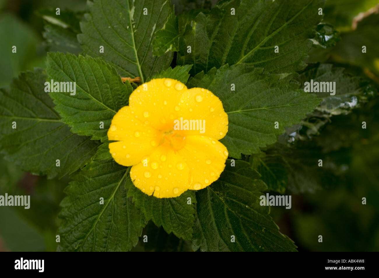Five petals hi-res stock photography and images - Alamy