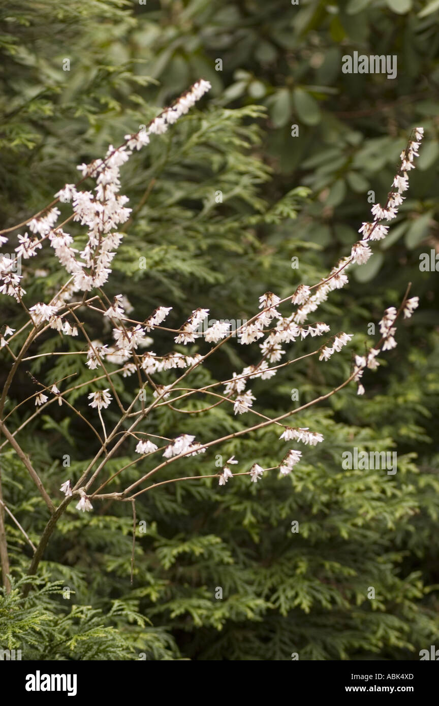 White flowers of early spring azalea Rhododendron minniebush Ericaceae ...