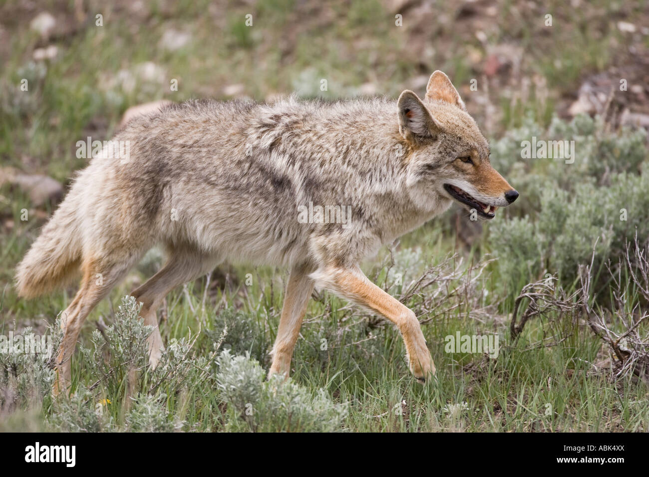 Coyote in Yellowstone National Park Stock Photo - Alamy