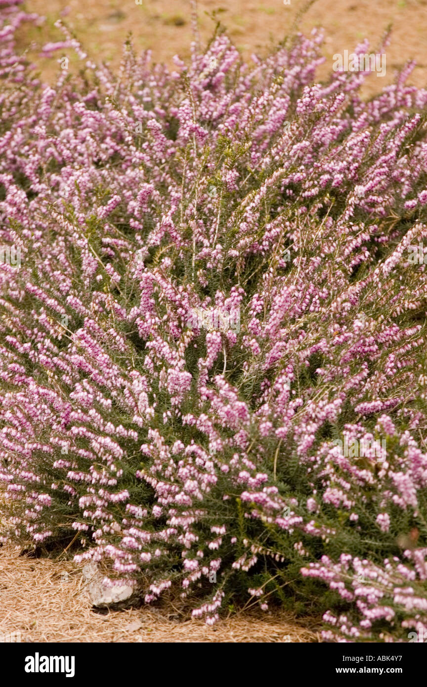 Spring violet heather Ericaecae Erica carnea King George Stock Photo ...