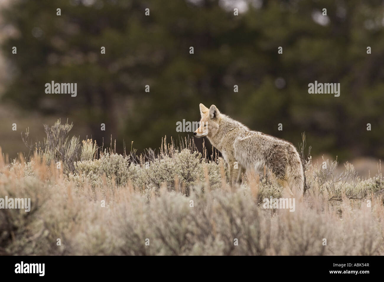 Coyote in Yellowstone National Park Stock Photo - Alamy