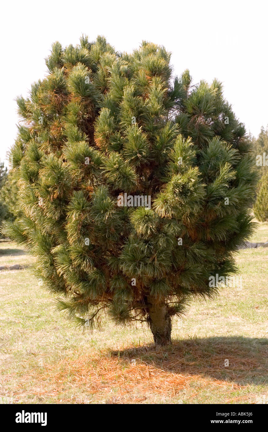 Siberian stone pine hi-res stock photography and images - Alamy