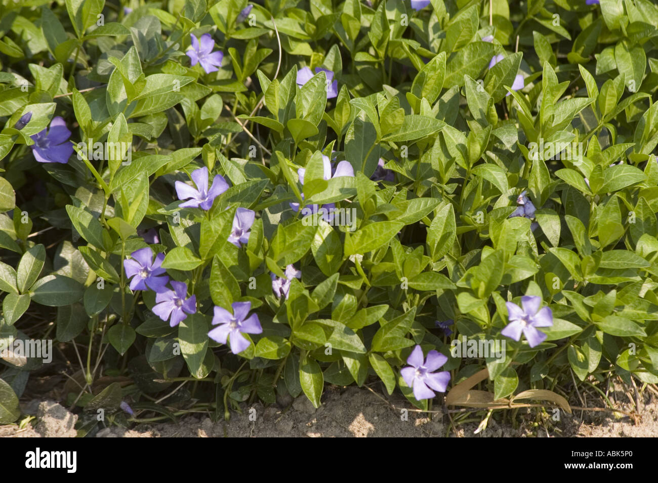Violet flowers of common periwinkle lesser Apocynaceae Vinca minor ...