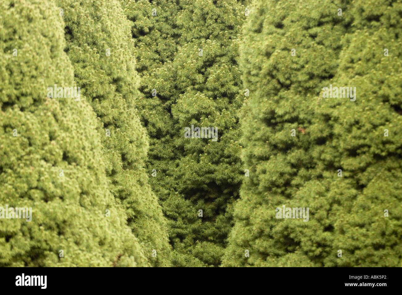 Cone Shaped Trees Stock Photos & Cone Shaped Trees Stock Images - Alamy