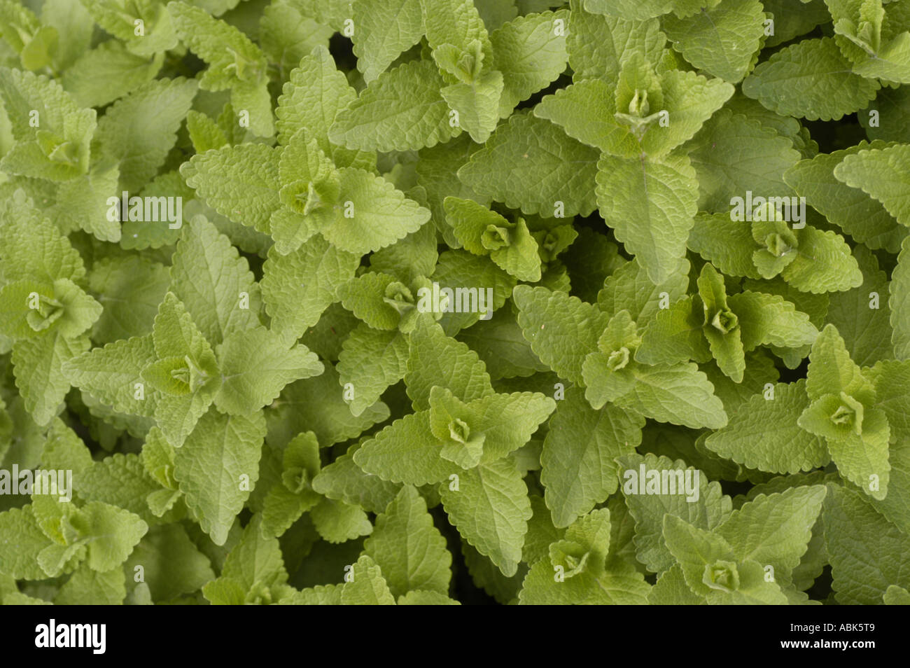 Green leaves carpet of Labiatae Nepeta grandiflora Stock Photo - Alamy
