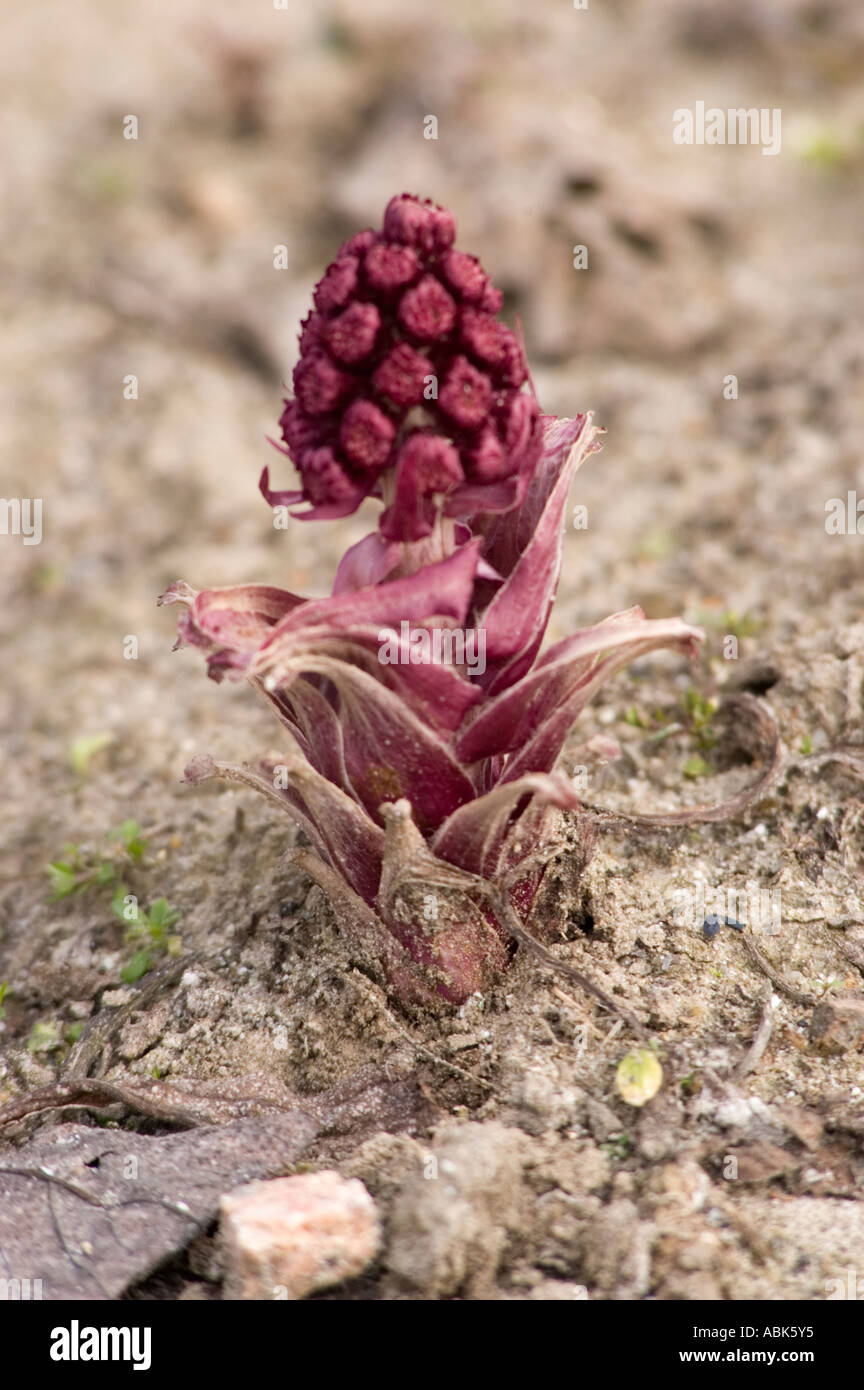 Purple young early spring Butterbur Asteraceae Petasites Hybridus ...