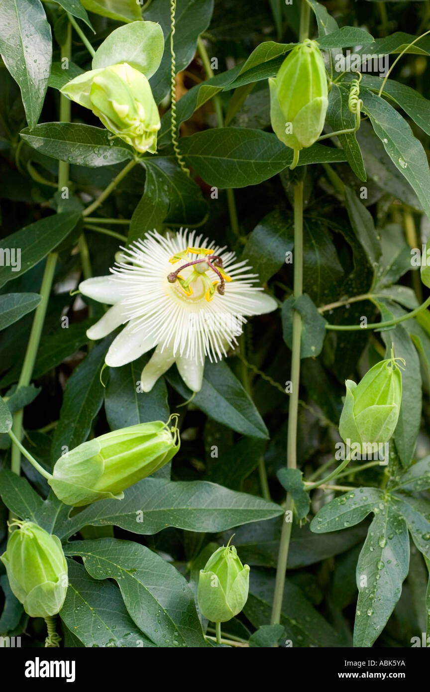 White flower of passiflora close up Stock Photo - Alamy