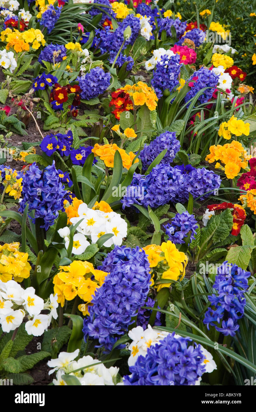 Spring Flowers Hyacinth and Primula at Knaresborough Castle Yorkshire ...