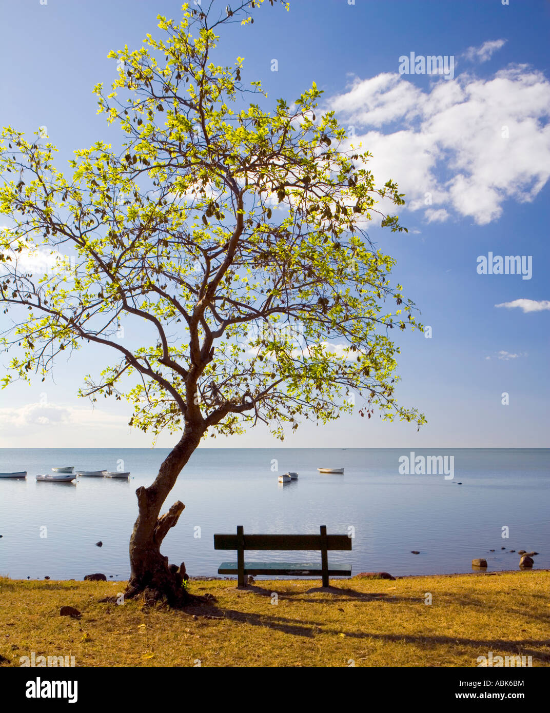 Seascape with tree and bench - Mauritius Stock Photo - Alamy