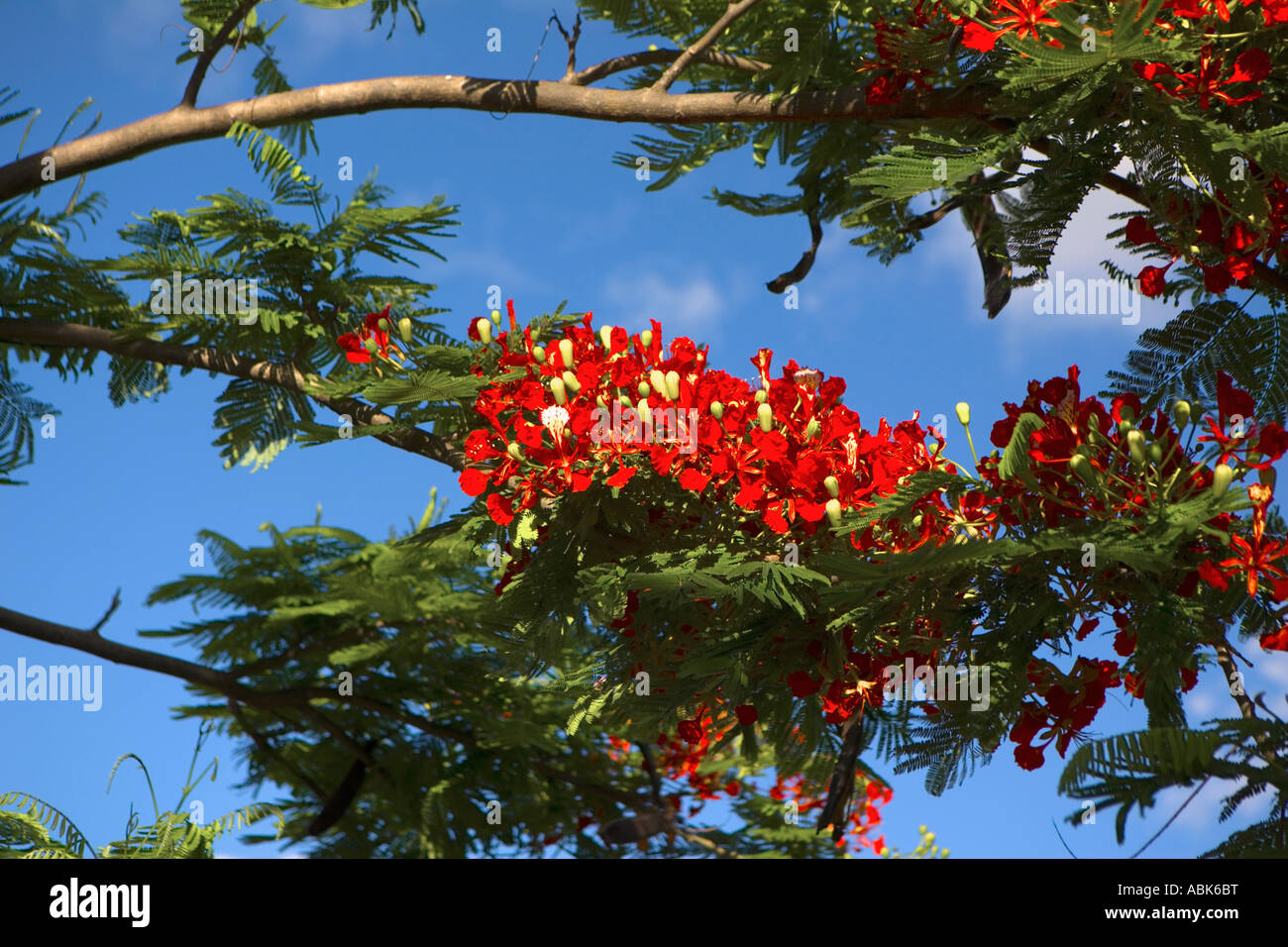 Flamboyant in full bloom against deep blue sky in Mauritius Stock Photo ...