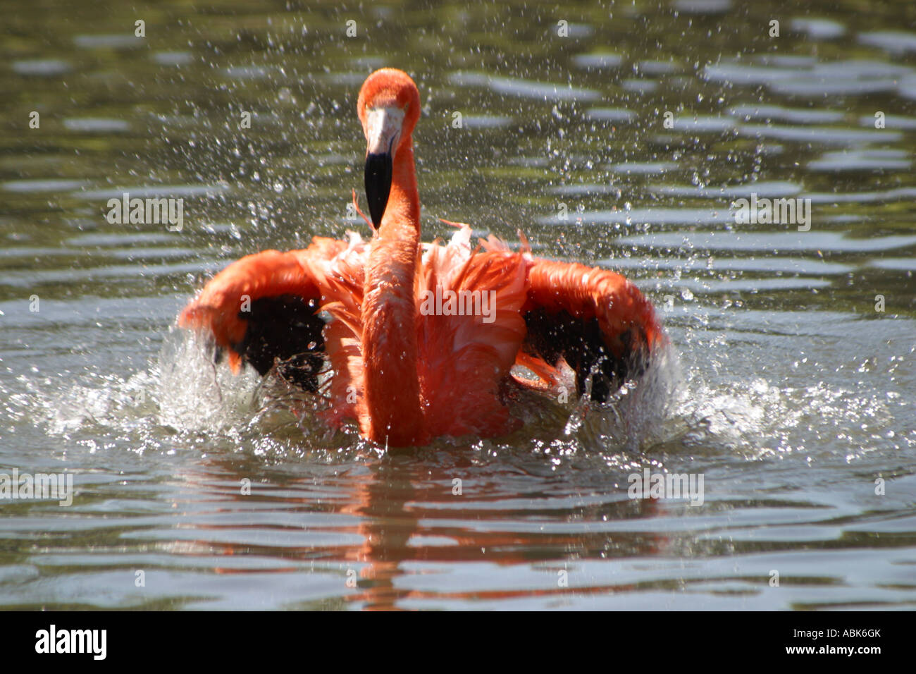 Flamingo wash hi-res stock photography and images - Alamy
