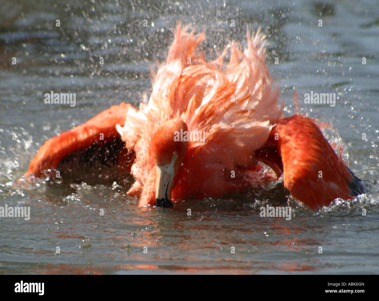 Carribean flamingo washing Stock Photo - Alamy