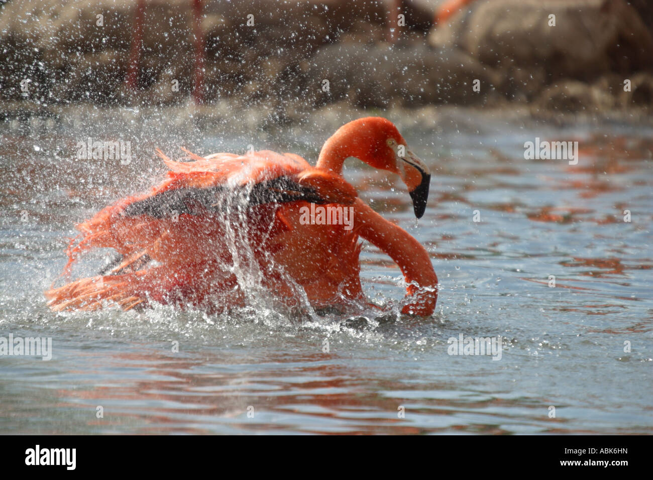 Flamingo wash hi-res stock photography and images - Alamy