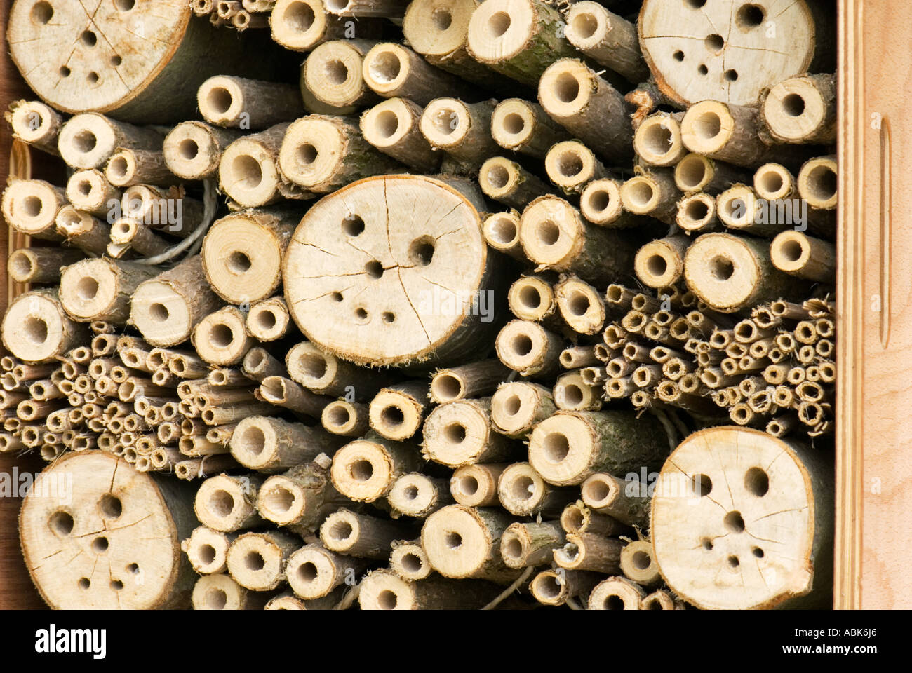 help for nesting nest solitaire solitary bees flies wasps bee box ...