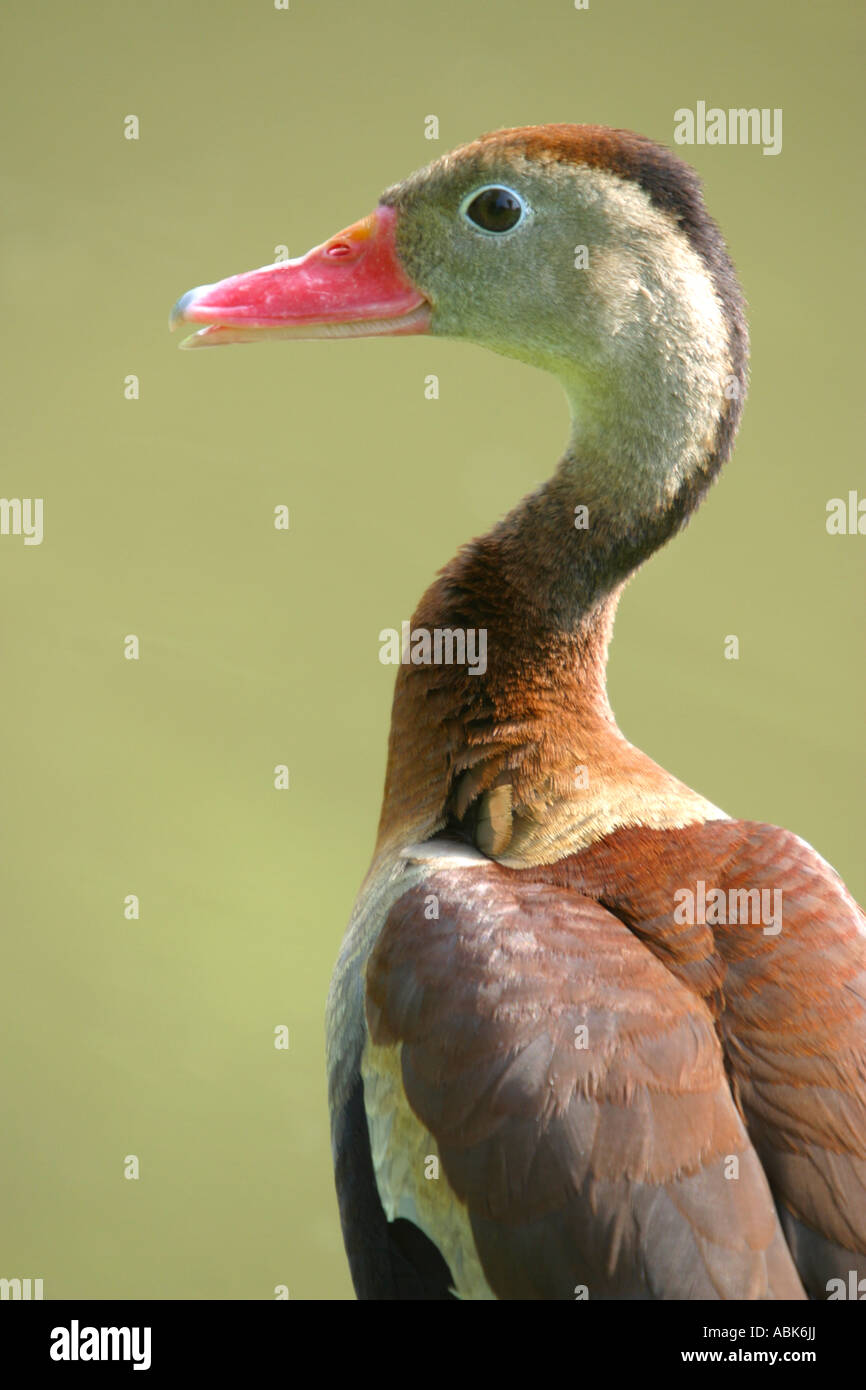 Red billed tree duck hi-res stock photography and images - Alamy