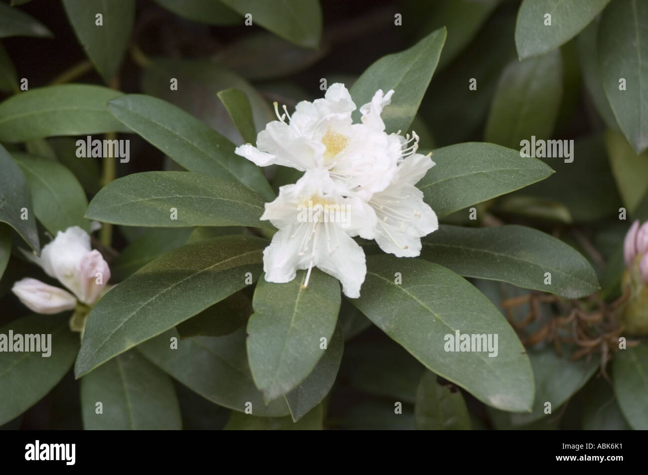 White azalea flower closeup Rhododendron Stock Photo - Alamy