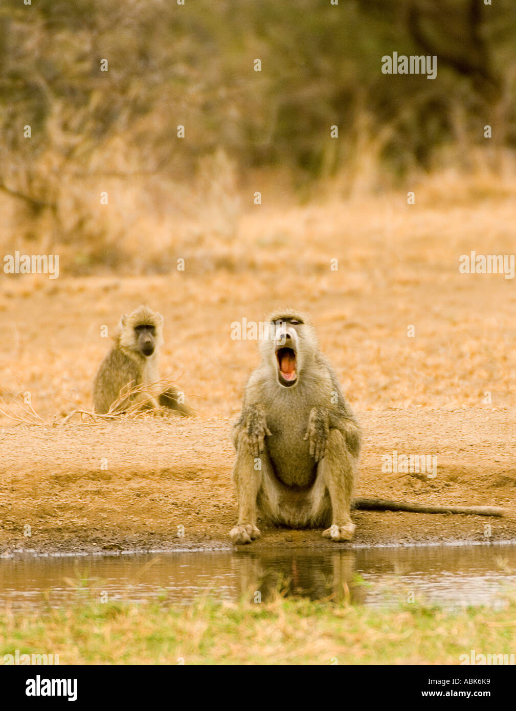Desert squall hi-res stock photography and images - Alamy