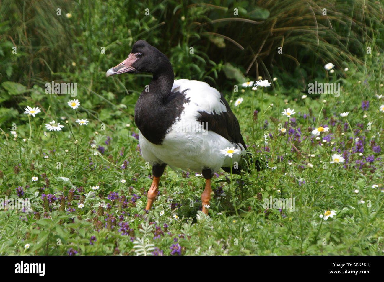 Pied goose hi-res stock photography and images - Alamy
